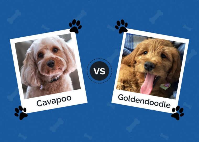 Cavapoo vs Goldendoodle: The Differences (with Pictures) | Hepper Pet ...