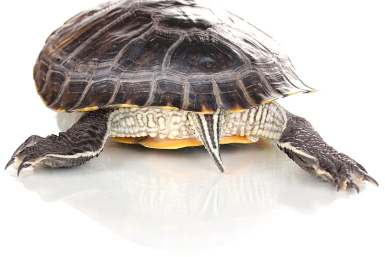 Can Turtles Breathe Underwater? Their Anatomy Explained | Hepper Pet ...