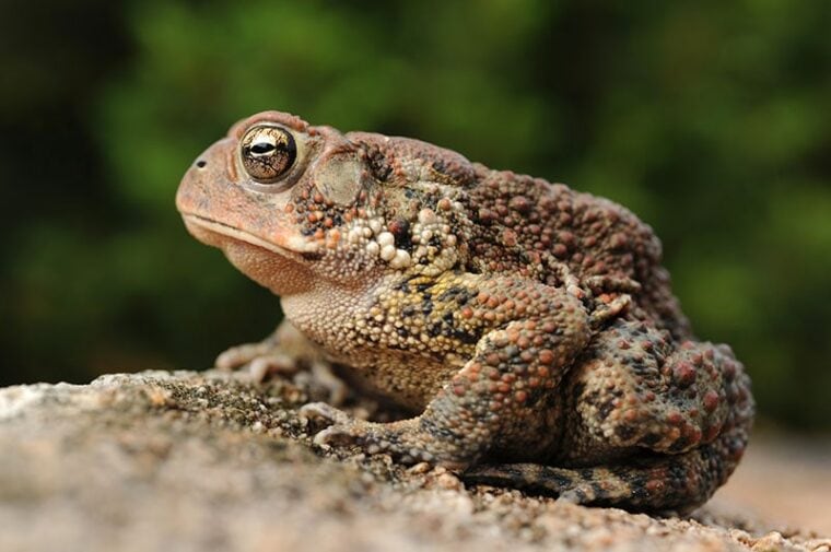 Can Toads Swim? Vet-Reviewed Facts, Myths & FAQ | Hepper Pet Resources