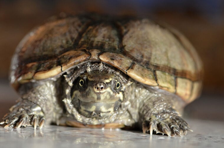 10 Types of Turtles That Are Kept as Pets (With Info & Pictures ...