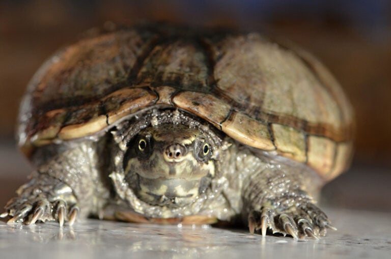 10 Types of Turtles That Are Kept as Pets (With Info & Pictures ...
