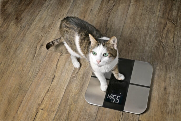 How to Weigh a Cat at Home: 5 Vet Approved Tips & Tricks | Hepper Pet ...