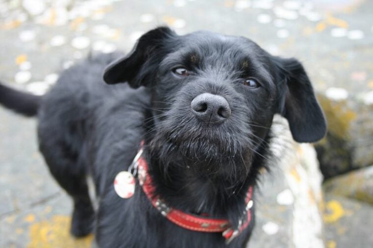 10 Scottish Terrier Mixes (With Pictures) | Hepper Pet Resources
