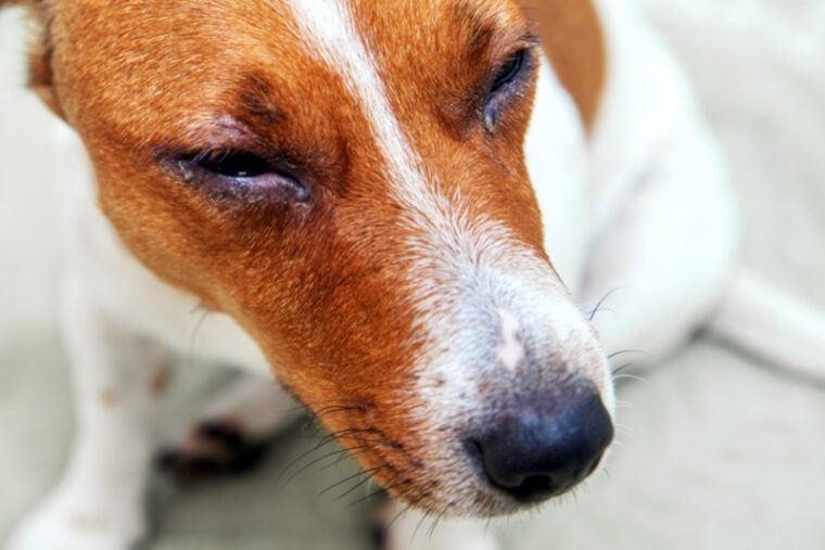 Why Are My Dog’s Eyes Red? 13 Vet Reviewed Reasons & What To Do ...