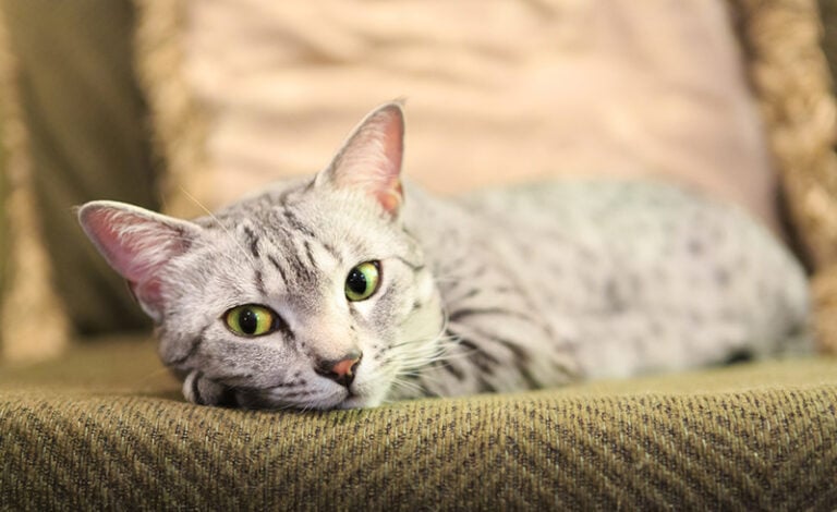 Can Cats Have Autism? Our Vet Explains Facts, Signs & Diagnosis ...