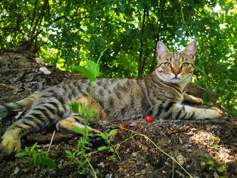 10 Surprising Egyptian Mau Facts You Should Know | Hepper Pet Resources