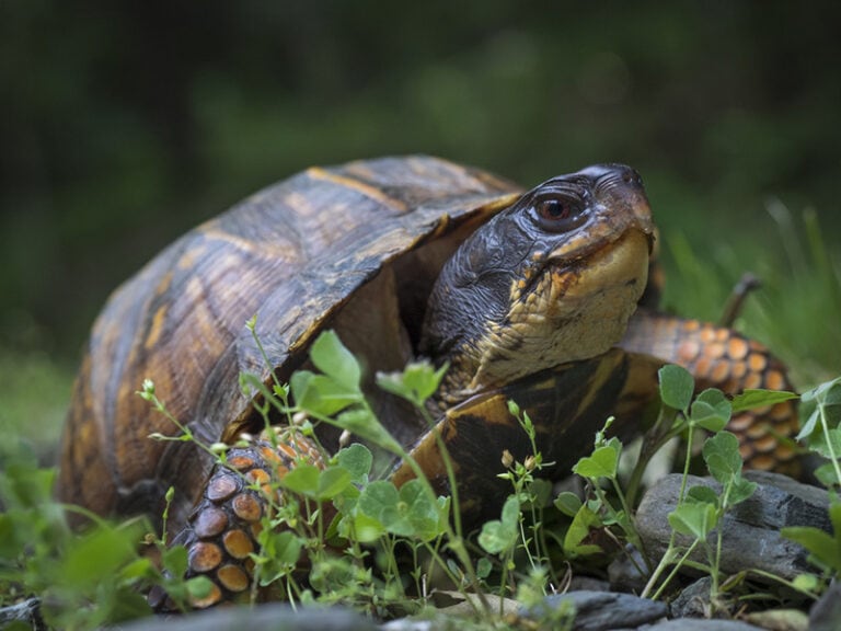 Do Turtles Eat Grass? Vet Reviewed Feeding Habits Explained | Hepper ...