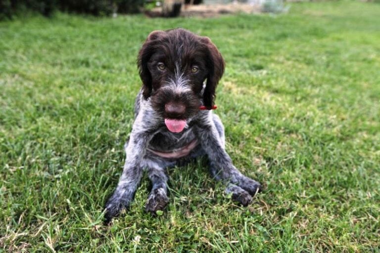 10 Incredible German Wirehaired Pointer Facts: Colors, History ...