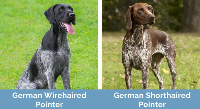 German Wirehaired Pointer vs German Shorthaired Pointer: Differences ...