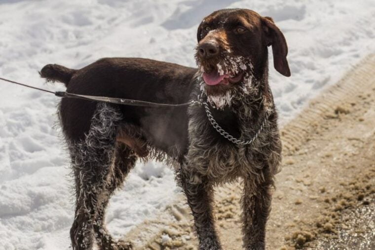 Male vs Female German Wirehaired Pointer: Differences (with Pictures ...