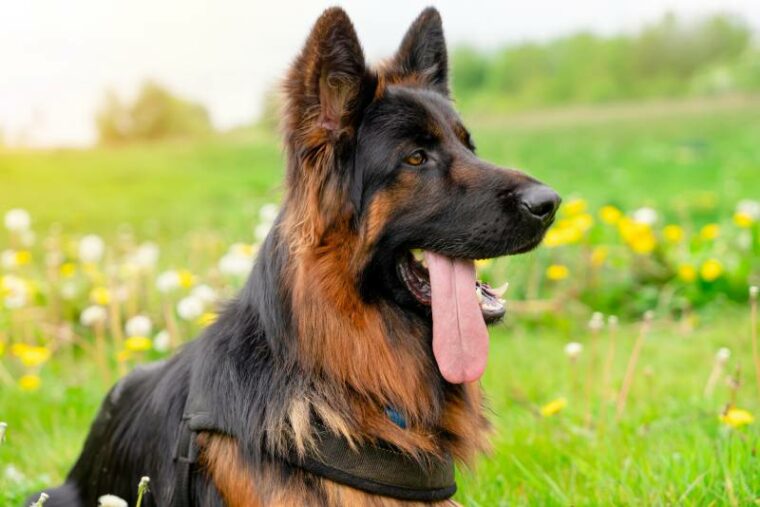 German Shepherd Not Eating: 10 Reasons Why & What to Do | Hepper Pet ...
