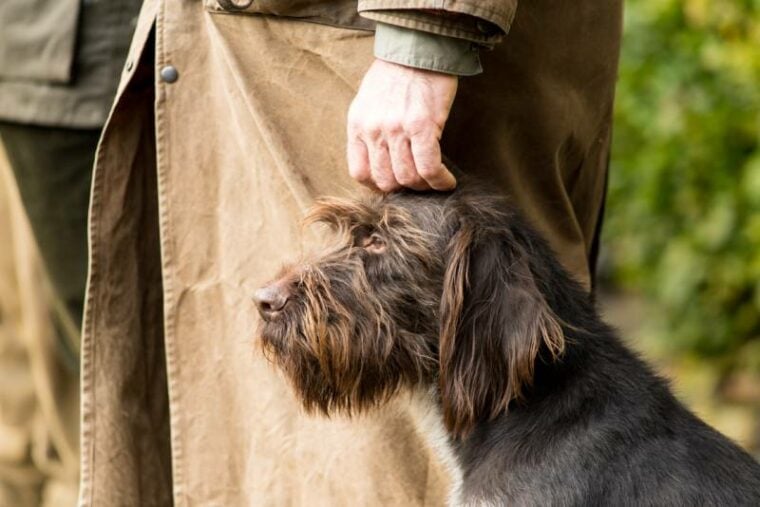 How to Stop a Dog From Being Possessive of Its Owner: 6 Expert Tips ...