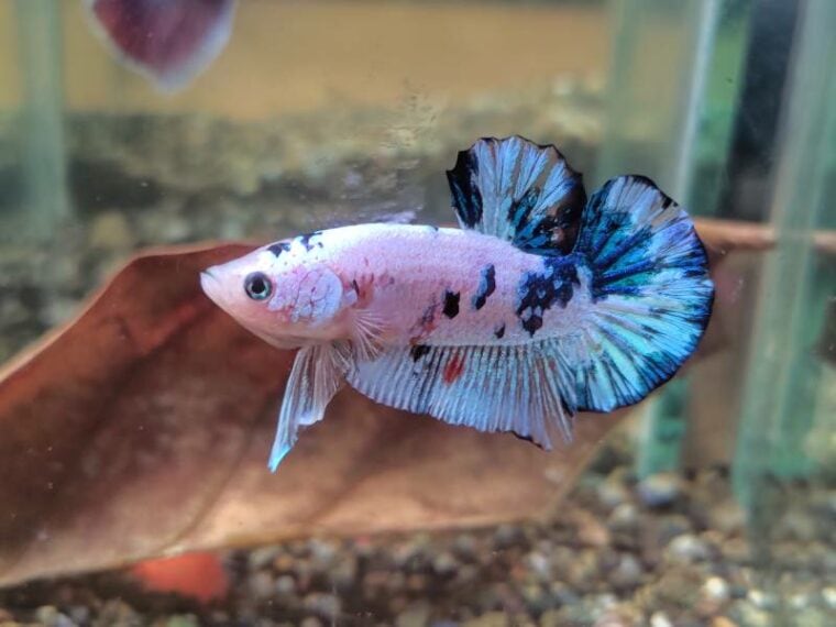 25 Types of Betta Fish: Breeds, Patterns, Colors & Tails (With Info ...