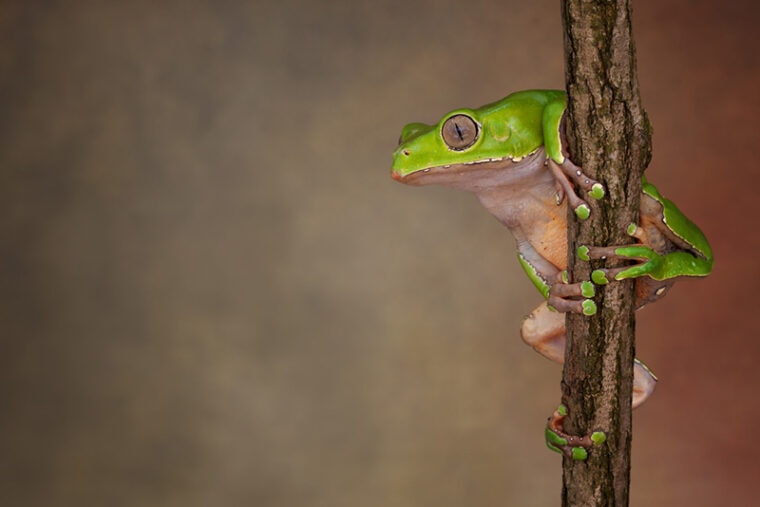 Waxy Monkey Tree Frog: Care, Lifespan, Diet, Pictures & More | Hepper