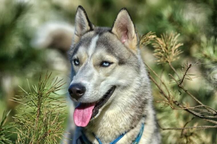 12 Dog Breeds That Are Closest to Wolves Genetically: Info, Pictures ...