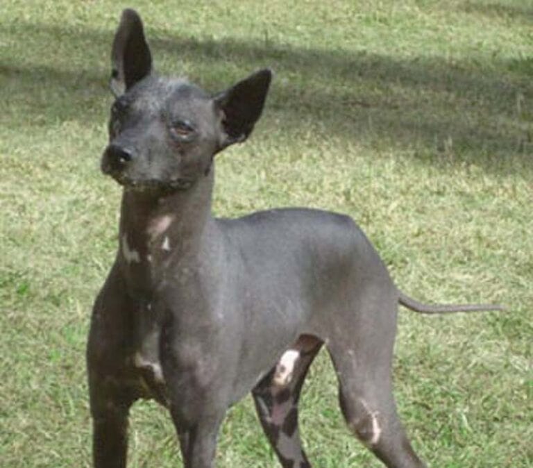 Hairless Khala (Bolivian Hairless Dog): Pictures, Personality & Facts ...
