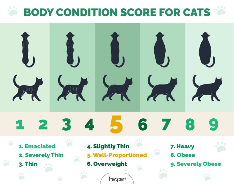 How to Determine a Cat's Body Condition Score: Vet-Reviewed Tips ...