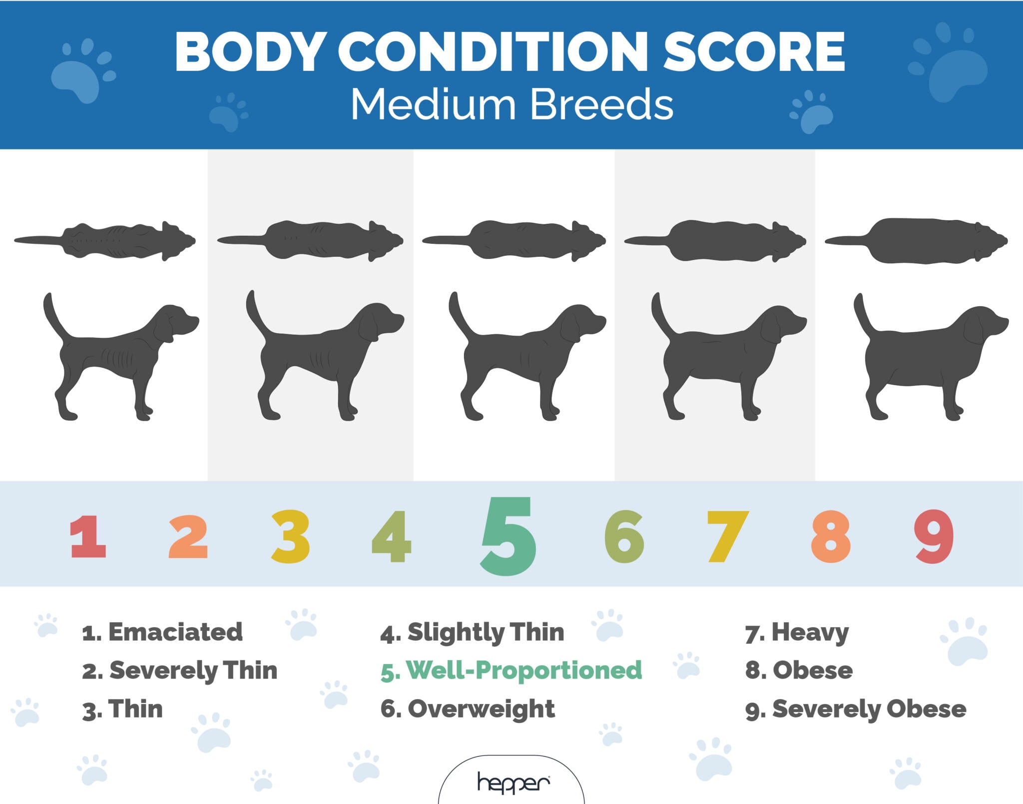 How to Determine the Ideal Weight for Your Dog: Vet-Approved Guide ...