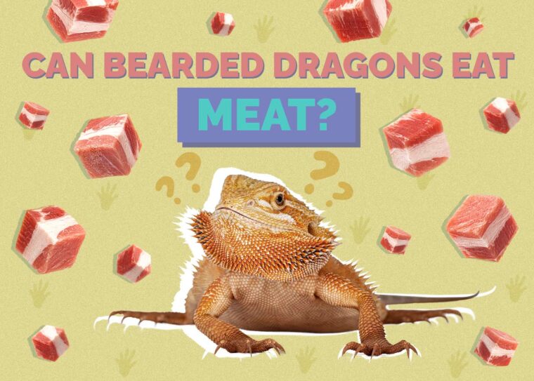 Can Bearded Dragons Eat Meat? Vet-Reviewed Nutrition Facts | Hepper Pet ...