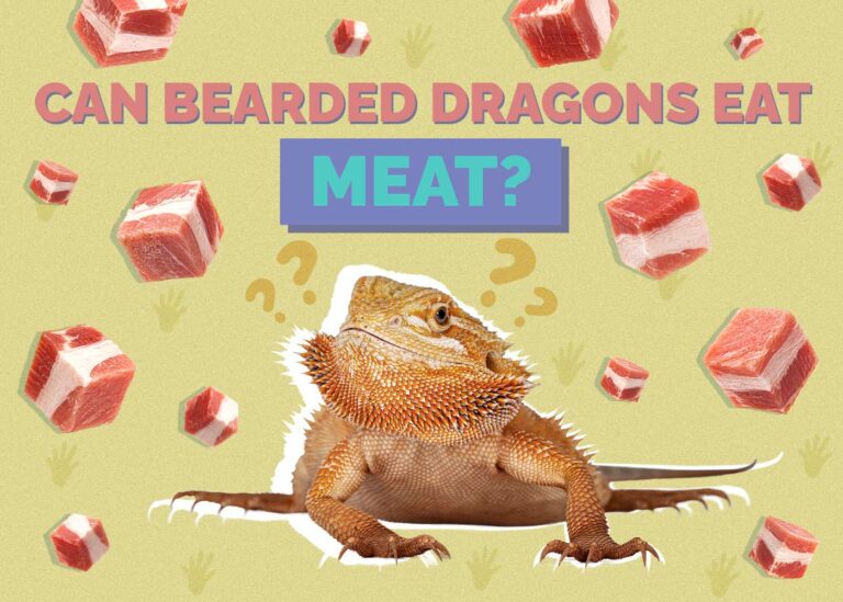 Can Bearded Dragons Eat Meat? Vet-Reviewed Nutrition Facts | Hepper Pet ...