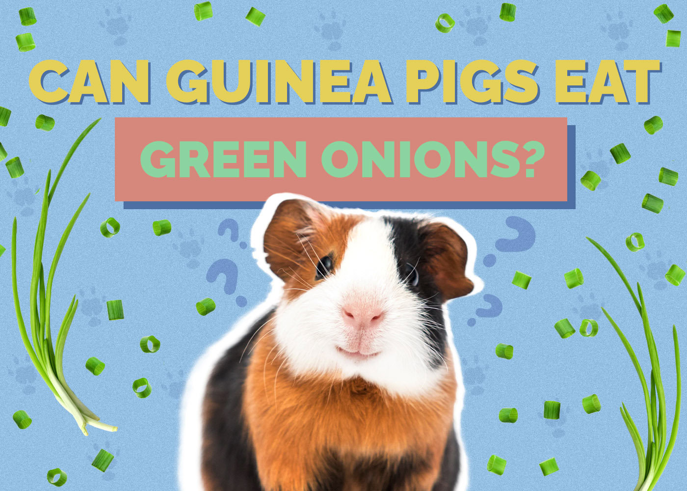 Can Guinea Pigs Eat Dandelions? Vet-Approved Feeding Facts | Hepper Pet Resources
