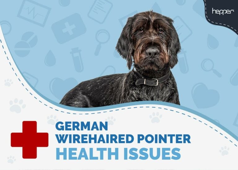 How Big Do German Wirehaired Pointers Get? With Size & Growth Chart ...