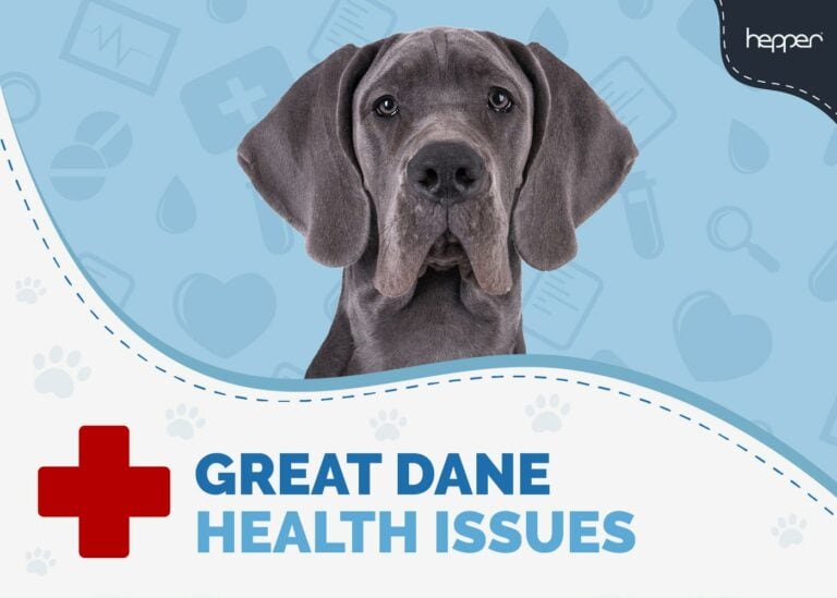 7 Common Great Dane Health Issues: Vet-Reviewed Facts | Hepper Pet ...