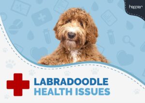 7 Common Labradoodle Health Issues to Watch Out For (Vet Answer ...