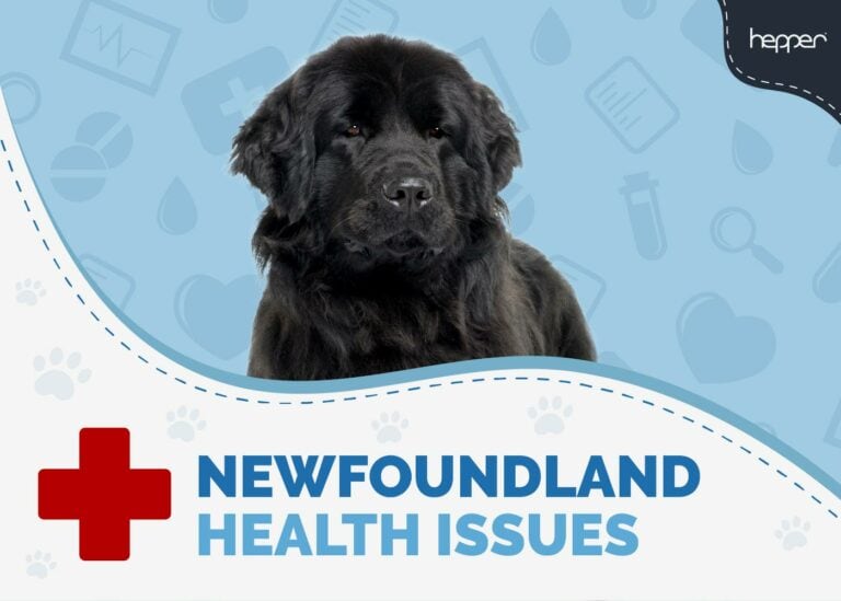 8 Common Newfoundland Dog Health Issues (Vet Answer) | Hepper Pet Resources