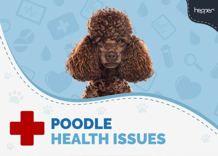 Poodle Health Issues: 6 Top Concerns to Watch Out For | Hepper Pet ...