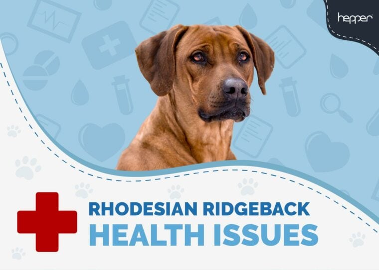 Dermoid Sinus in Rhodesian Ridgebacks: Vet-Verified Signs & Facts ...