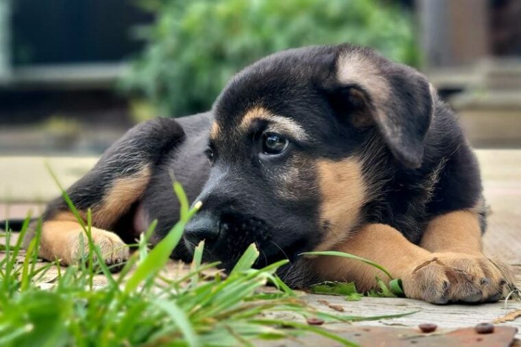 King Shepherd: Info, Pictures, Care Guide, Temperament & Traits ...