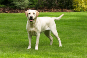 Yellow Labrador: Facts, Origin & History (with Pictures) | Hepper Pet ...