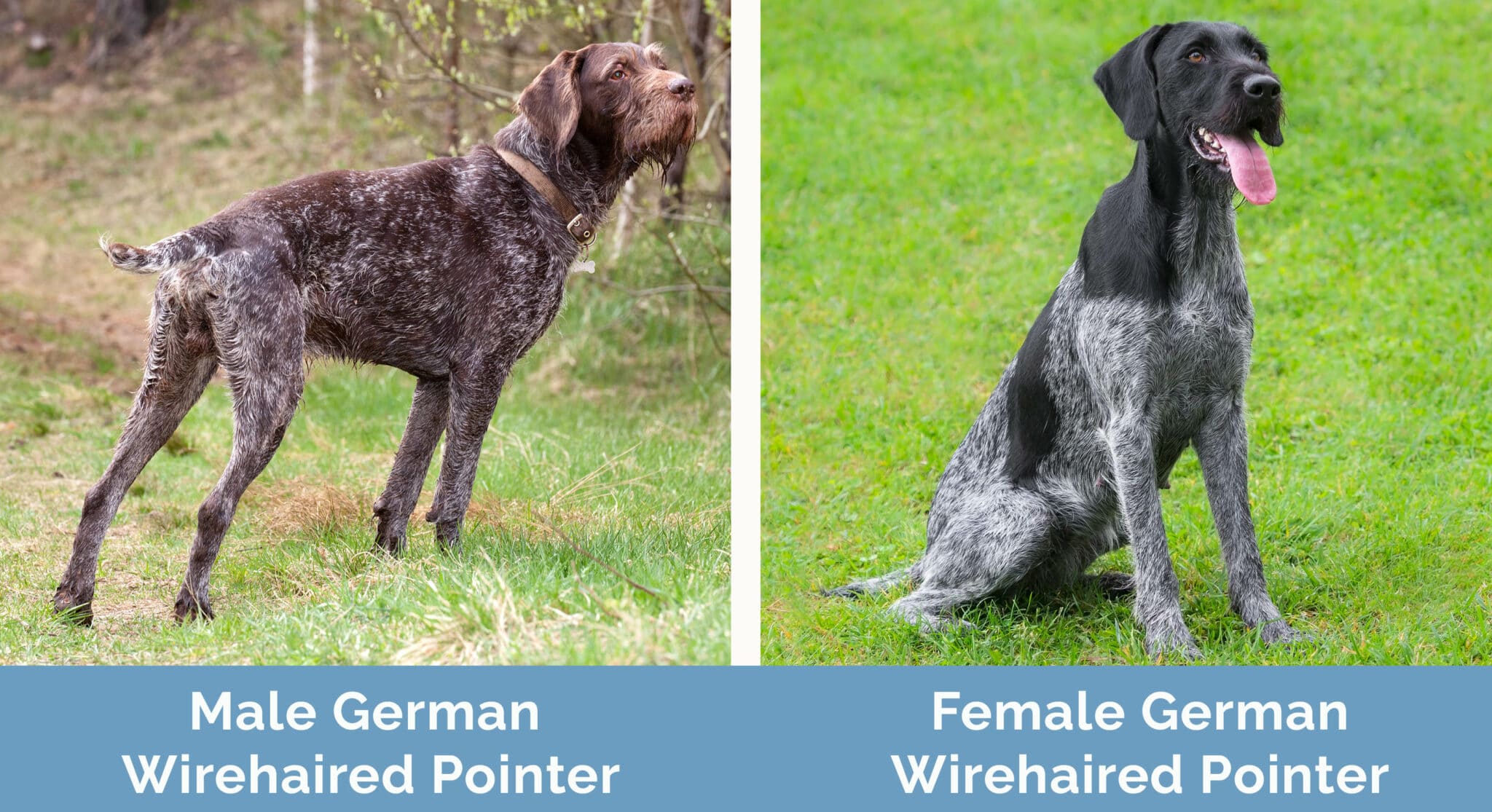 Male vs Female German Wirehaired Pointer: Differences (with Pictures ...