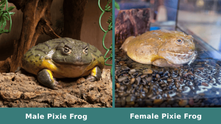 Male vs. Female Pixie Frog: The Differences (Vet-Verified Info With Pictures) | Hepper Pet Resources