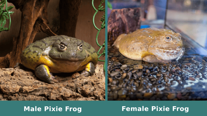 Male vs. Female Pixie Frog: The Differences (Vet-Verified Info With Pictures) | Hepper Pet Resources