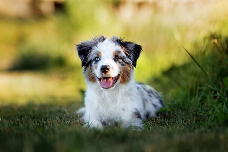 5 Australian Shepherd Haircuts & Grooming Styles in 2026 (with Pictures ...