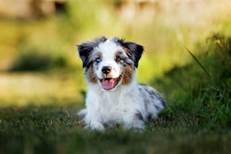 5 Australian Shepherd Haircuts & Grooming Styles in 2026 (with Pictures ...