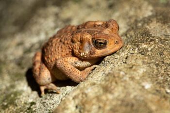 Do Toads Hibernate? Vet-Approved Facts & FAQ | Hepper Pet Resources