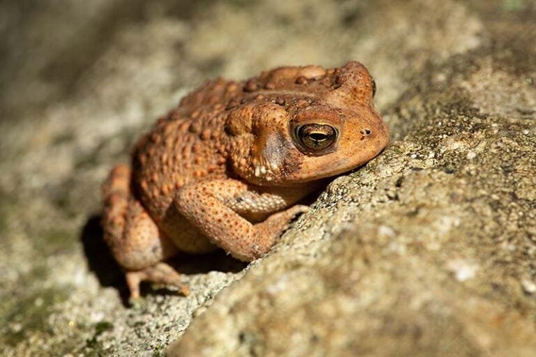 Do Toads Hibernate? Vet-Approved Facts & FAQ | Hepper Pet Resources