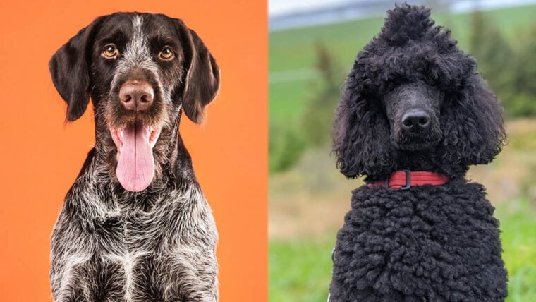 German Wirehaired Pointer Poodle Mix: Info, Pictures, Care Guide ...