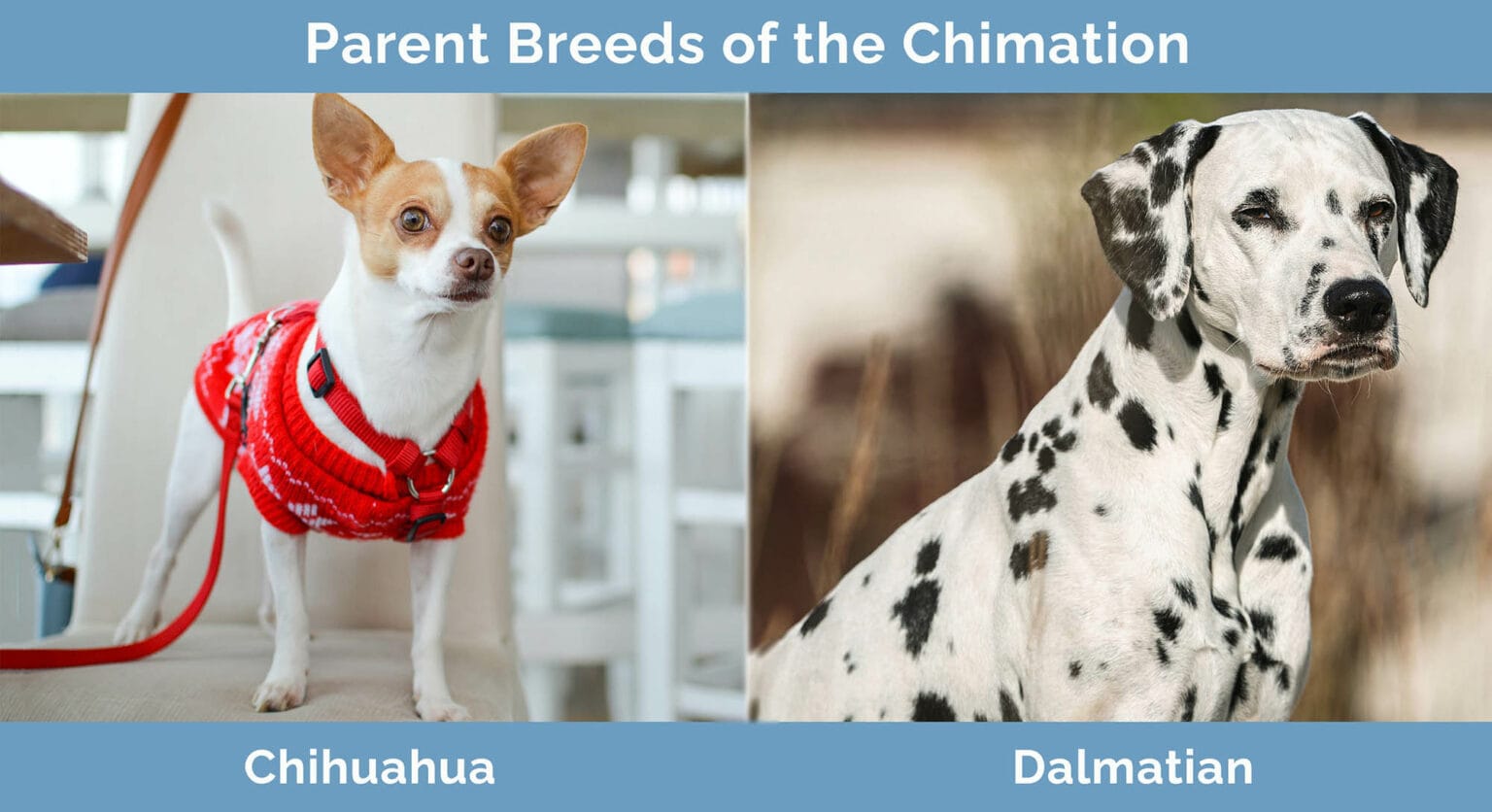 Chimation (Dalmatian & Chihuahua Mix): Pictures, Care Guide ...