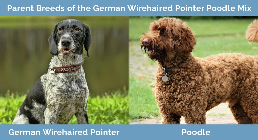 German Wirehaired Pointer Poodle Mix: Info, Pictures, Care Guide, Temperaments & Traits | Hepper ...