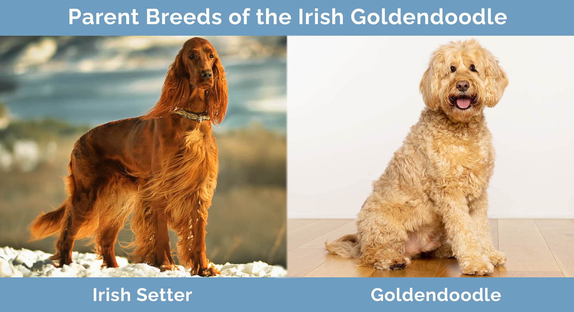 Irish Goldendoodle: Pictures, Care Guide, Temperament & Traits | Hepper Pet Resources