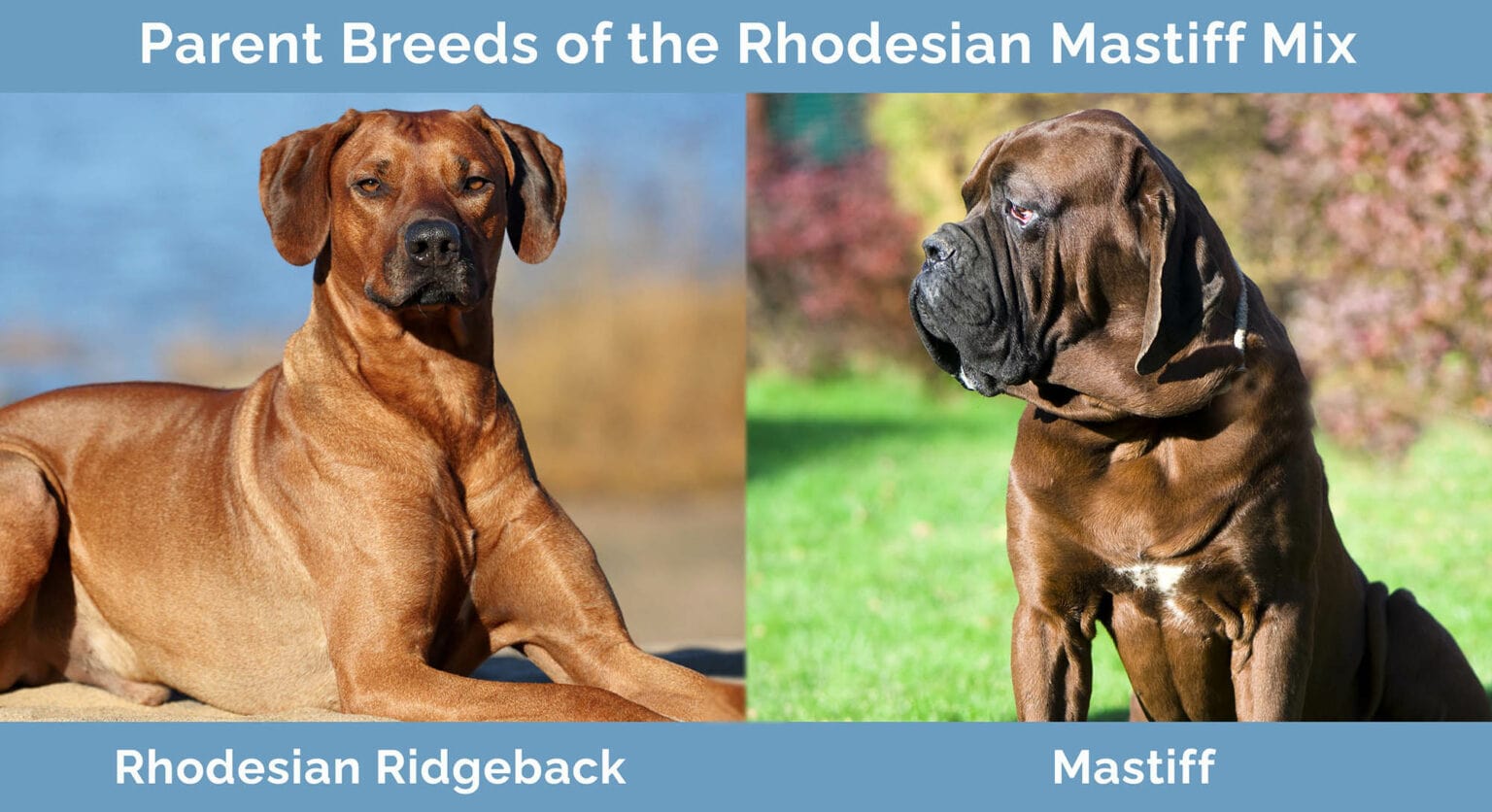 Rhodesian Mastiff Mix: Care, Pictures, Info & More | Hepper Pet Resources
