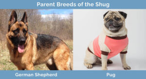 Shug (German Shepherd & Pug Mix): Breed Info, Pictures & Care Guide ...