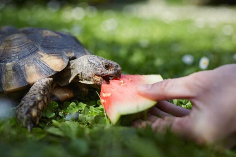 Can Tortoises Eat Watermelon? Our Vet Explains | Hepper Pet Resources