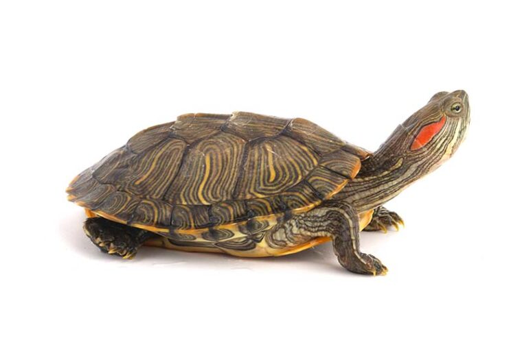 Red-Eared Slider Turtle: Pictures, Facts, Diet & Care Guide | Hepper ...