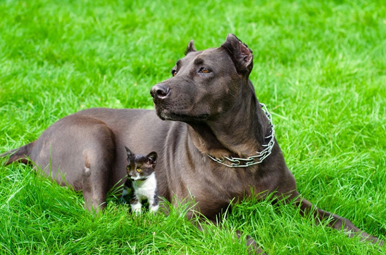 Do Pitbulls Get Along with Cats? Vet-Reviewed Introduction Tips ...