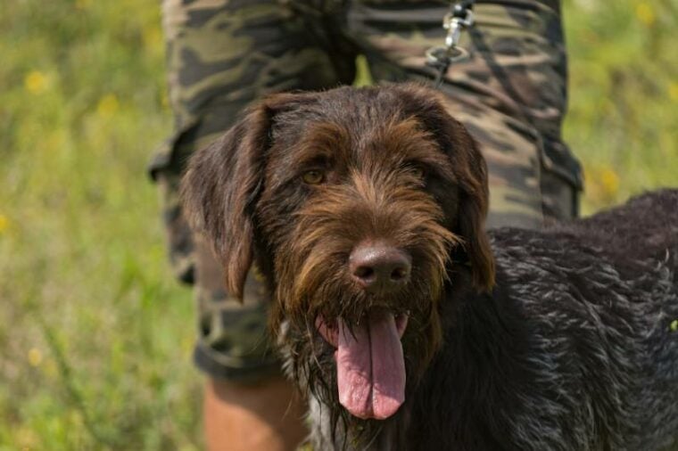 10 German Wirehaired Pointer Pros & Cons: What to Know Before Getting ...